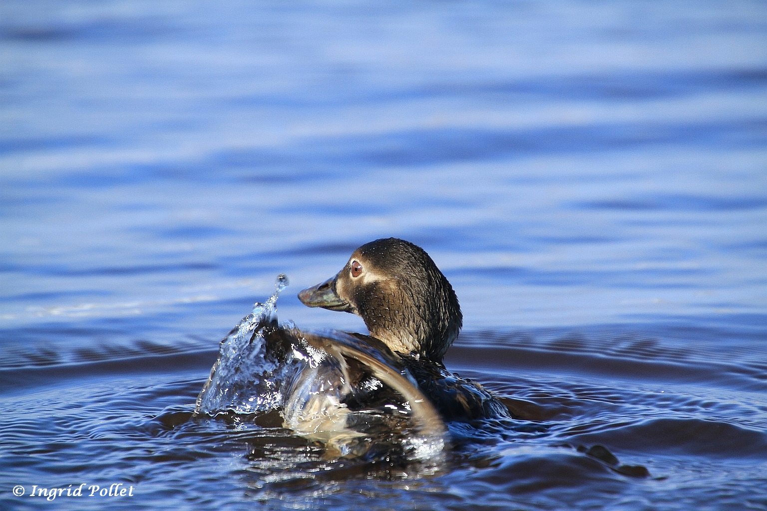 Myths about the Arctic – Ingrid L Pollet